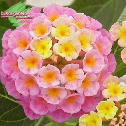 Jual Beli Tanaman hias lantana bunga merah muda -lantana camara ...