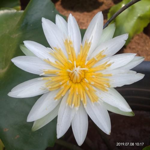 Jual Beli tanaman air - Mala taman - Ekosis