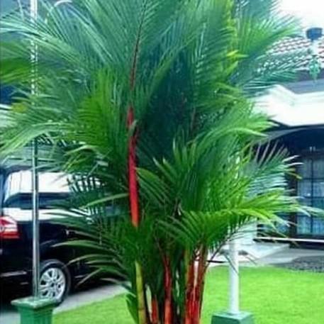 Jual Beli tanaman hias palm merah - Mala taman - Ekosis