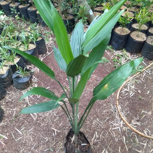 Jual Beli tanaman andong tombak. - Mala taman - Ekosis