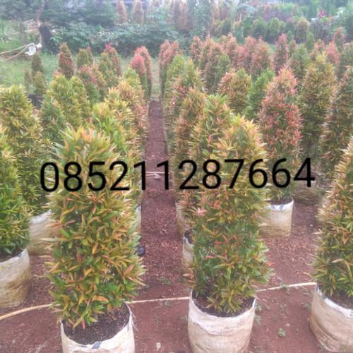Jual Beli pohon pucuk merah| pohon peneduh | pohon pagar | tanaman hias ...