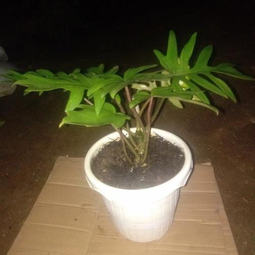 Jual Beli tanaman pillo - Mala taman - Ekosis