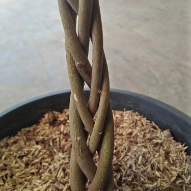 Jual Beli Tanaman PachiraKepang aquatica - money tree - kacang saba ...