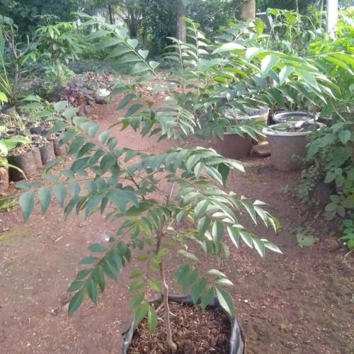 Jual Beli tanaman salam koja - Mala taman - Ekosis