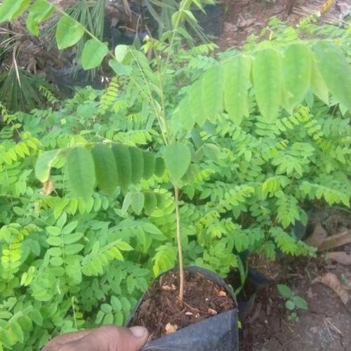 Jual Beli tanaman asam belim!ing besi - Mala taman - Ekosis