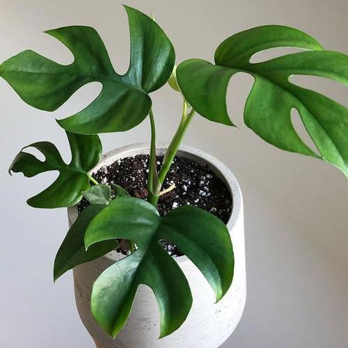Jual Beli Tanaman monstera raphidopora | monstera ekor naga | montera ...
